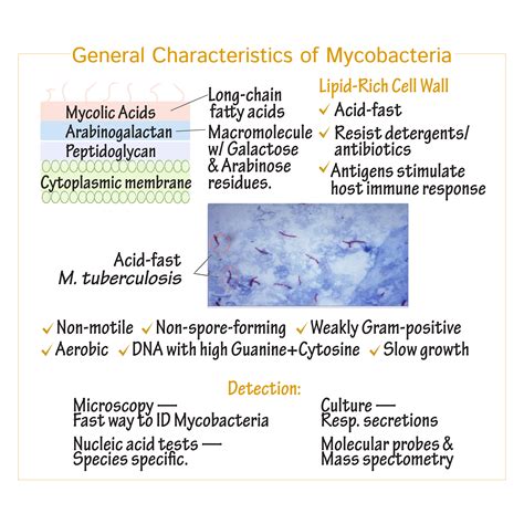 Immunology Microbiology Glossary Mycobacteria General Characteristics Acid Fast