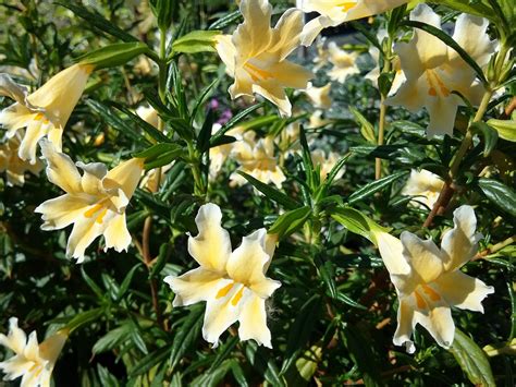 Mimulus Aurantiacus Eleanor Linda Vista Native Plants