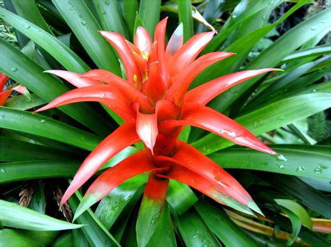 Bromélia Bromeliaceae A Família Bromeliaceae Dividida Em Três