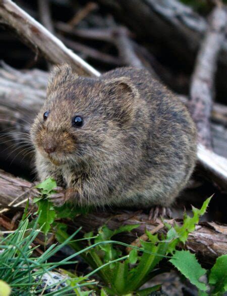 Termite Inspection Laws By State For Va Loans 2025 Todays Homeowner