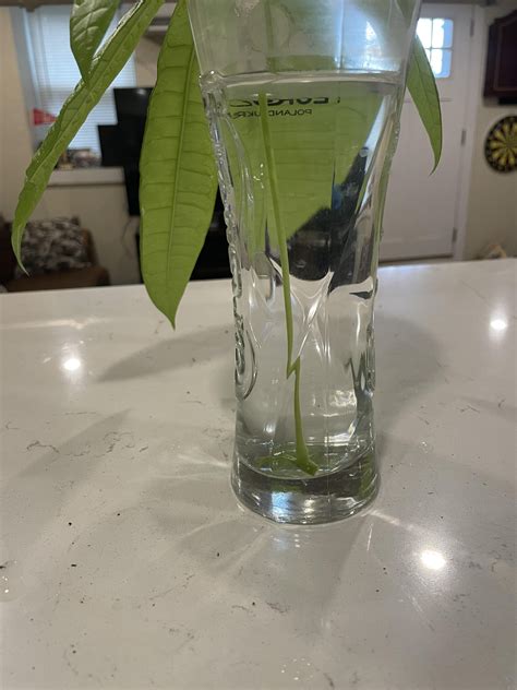 Money Tree Propogation Rplantclinic