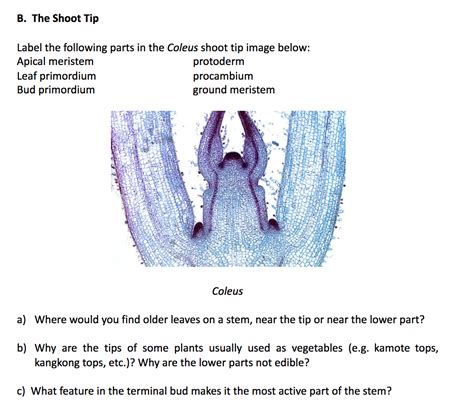 Solved B The Shoot Tip Label The Following Parts In The