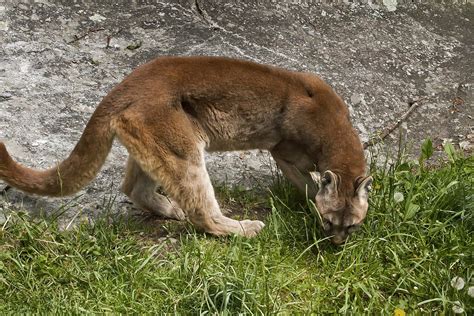 Cougar Facts And Photos Tydepool