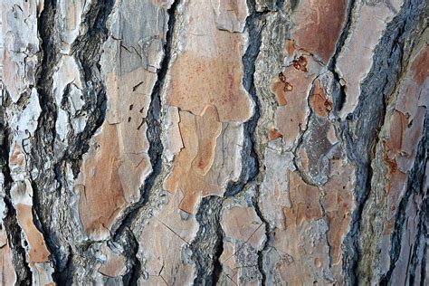 Natures Amazing Patterns Photograph By Rita Adams Fine Art America