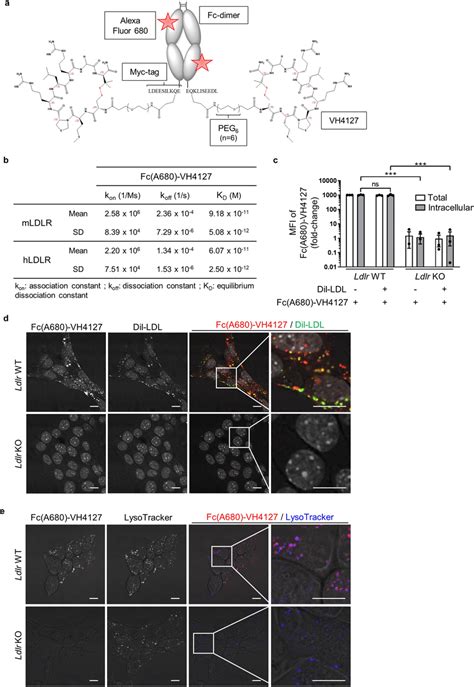 Ldlr Dependent Uptake Of Fca680 Vh4127 Conjugate By Pancreatic Cancer