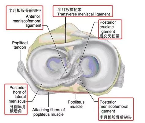 正常与异常半月板 Mri 阅片技巧 德医学院 助力医学教育发展！