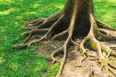 Efficient And Expert Tree Root Removal Services For Your Property