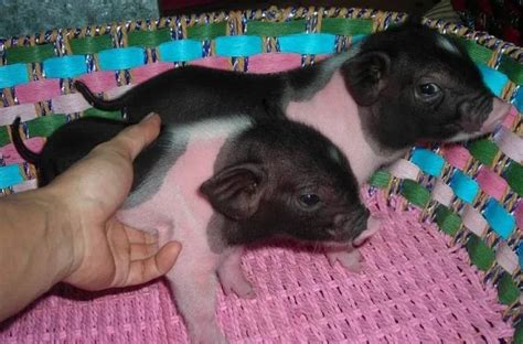 小香猪图片 花瓣网