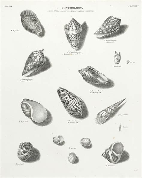 Conchology Genus Bulla Gconus Gturbo Ghelix Gnerita Antique