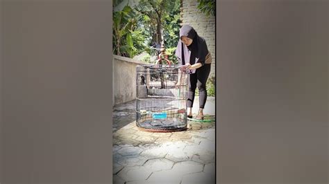 Perawatan Si Ciko 🤗 Youtube