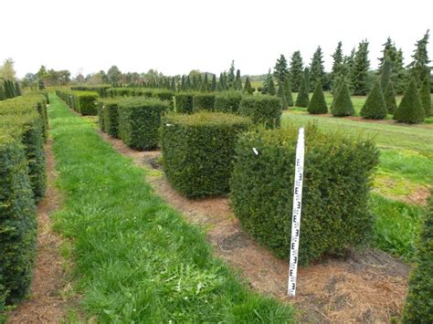 Specimen Topiary Practicality Brown