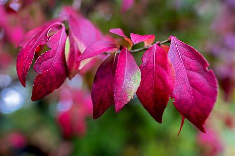 Burning Bush Plant In The Spring