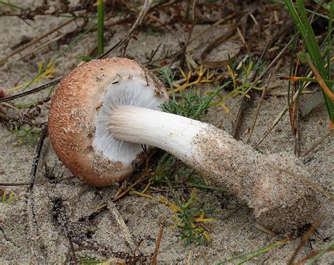 Agaricus Freirei Agaricus Freirei Naturbasen