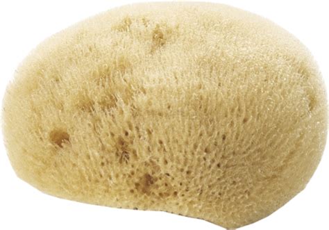 Avril Fine Natural Face Sponge Ecco Verde Ireland