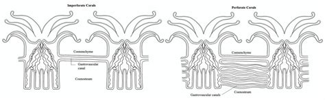 Coral Polyp Anatomy Coral Disease And Health Consortium