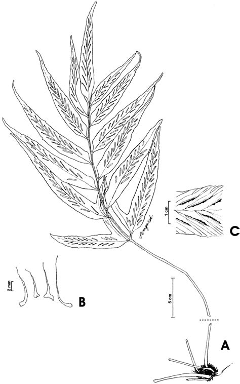 Asplenium Badinii Sylvestre And P G Windisch —a Habit —b Stem Download Scientific Diagram