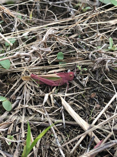 2354 Best Grasshopper Images On Pholder Real Life Shinies Nature Is