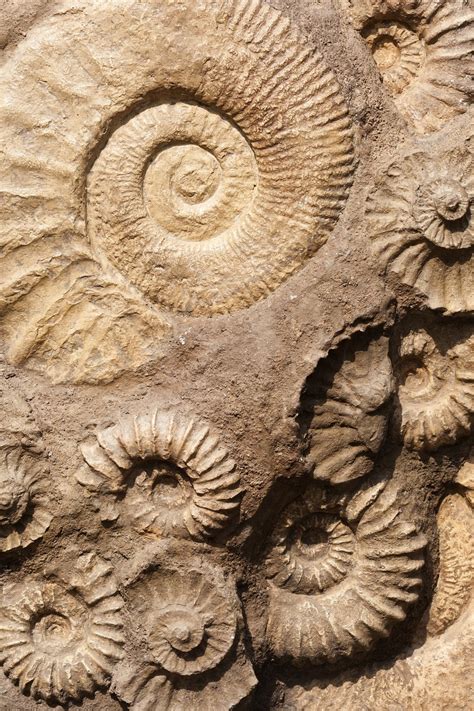 Shell Fossil Old · Free Photo On Pixabay