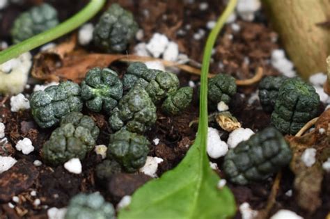 The Way These Hornworm Droppings Look Like Tiny Grenades R