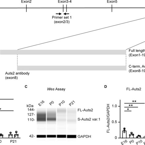 The Developmental Expression Of Auts2 In The Mouse Cortex A The