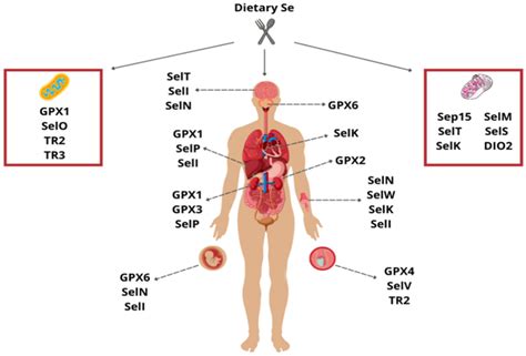Current Understanding Of Human Polymorphism In Selenoprotein Genes A Review Of Its Significance