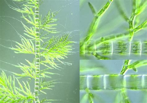 Protist Images Draparnaldia Plumosa