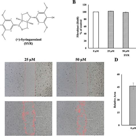Cell Viability And Migration Effect Of þ Syr In Human Skin Cells A