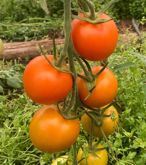 Tangella Tomato Wales Seed Hub Hwb Hadau Cymru
