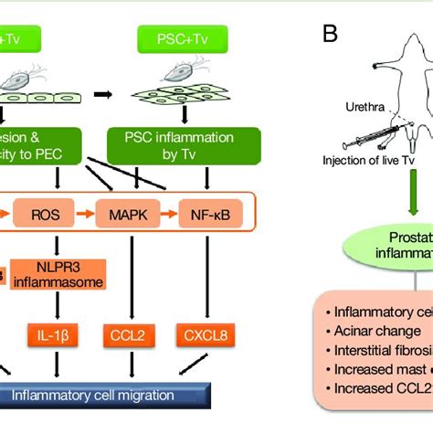Schematic Diagram Of The Induction Of Benign Prostatic Hyperplasia