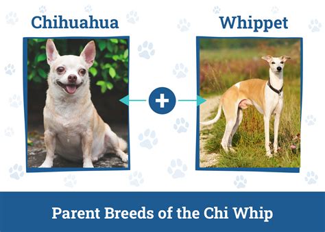 Chihuahua Whippet Mix Cherry Podengo Portugueso Pequeno Mix In