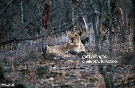 Gir Forest National Park Photos And Premium High Res Pictures Getty