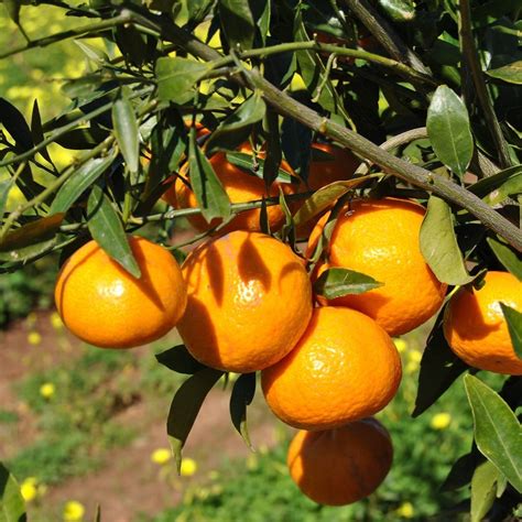 Mandarini Le Stanze In Fiore