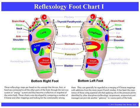 Foot Reflexology Chart Printable Printable Free Templates