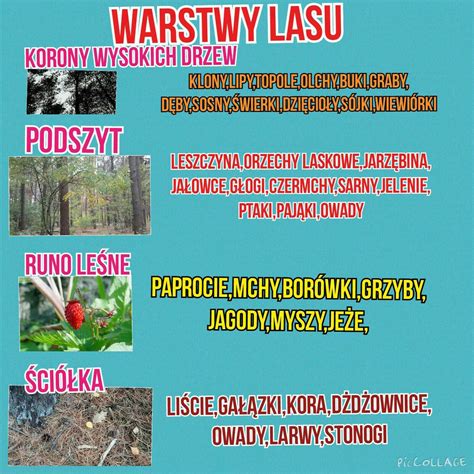Wycieczka Do Lasu Strona Internetowa Patyczakitableciaki