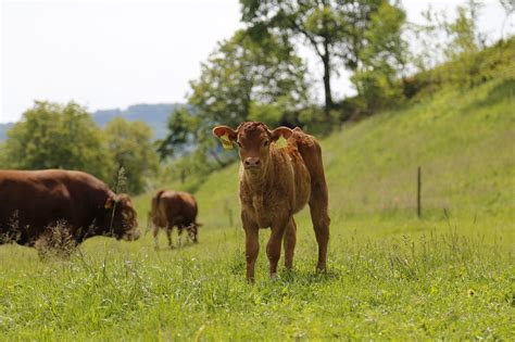 Bezerro Vaca Mãe Foto Gratuita No Pixabay Pixabay