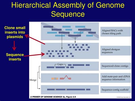 Ppt Hierarchical Assembly Of Genome Sequence Powerpoint Presentation Id3818727