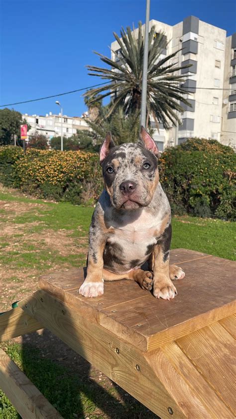 כלבים למכירה בחיפה מודעה 146582 כלבים לוח חיות מחמד הומלס