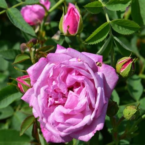 Hermosa Rose Rosen Online Kaufen