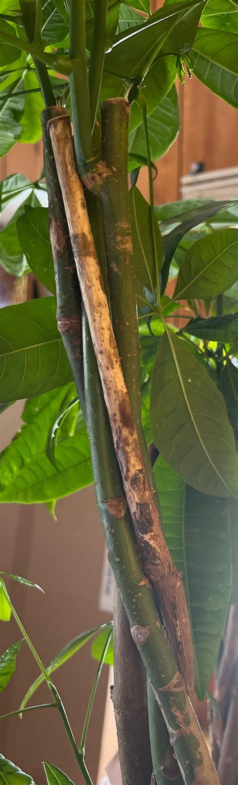 Is This Stem Dead Rplantclinic