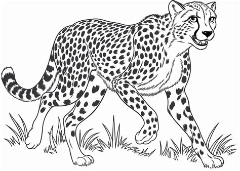 Omalovánka Gepard 1024x732 Px Obrázek K Vytištění Pro Děti K Vybarvení