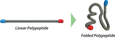 Secondary Structure Protein Structure Tutorials 3d Molecular Designs