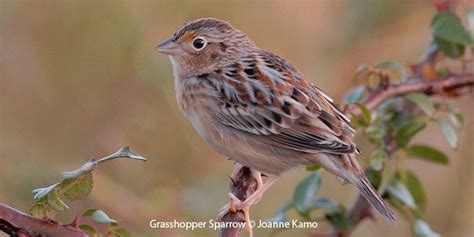Grasshopper Sparrow Bird Gallery Houston Audubon Grasshopper Sparrow Bird Gallery Houston Audubon