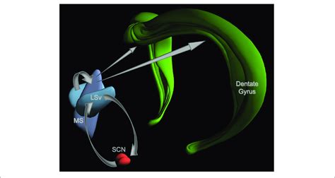A Neuroanatomical Model Of A Proposed Scn Septum Dentate Circuit For Download Scientific