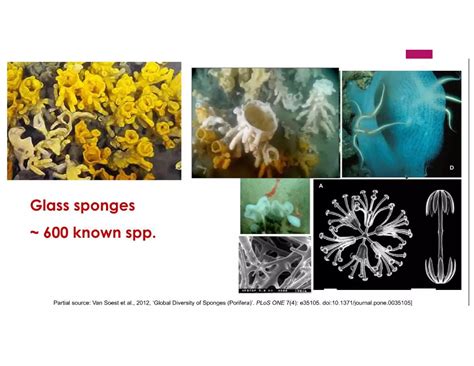Sponge Taxonomy Biology Habitat Threat Ppt