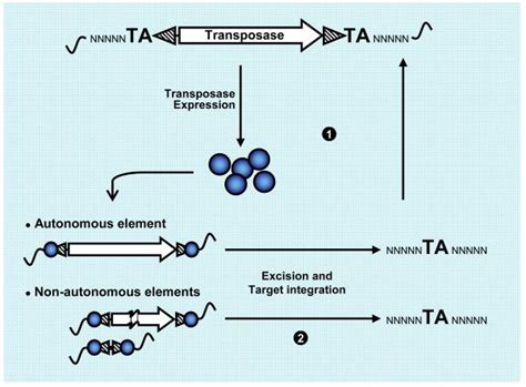 A Transposon Toolkit For Gene Transfer And Mutagenesis In Protozoan