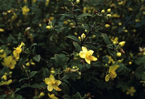 Hypericum Pseudohenryi N Robson