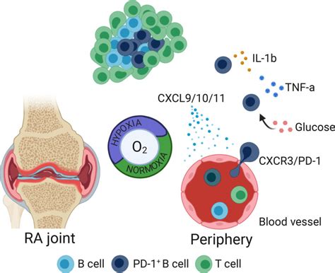 Pathogenic Glycolytic Pd 1 B Cells Accumulate In The Hypoxic Ra Joint