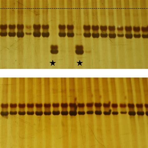 distribution of ssr markers and variation of polymorphism frequency