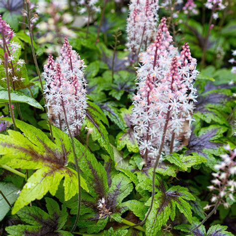 Tiarella Sugar And Spice 247plants