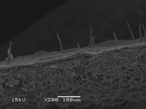 Which Microscopy Is Best For Fruit Cuticle Wax Thickness Measurement